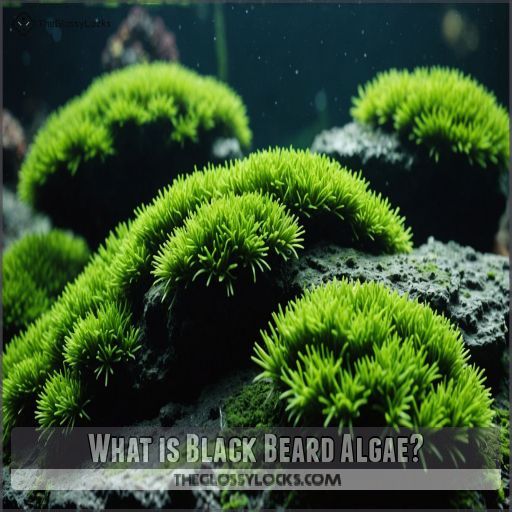 How to Get Rid of Black Beard Algae: 9 Fast & Easy Solutions (2024)